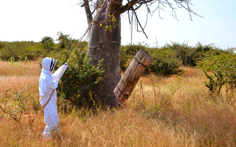 We Are All One Hive™ | Sustainable Beekeeping Practices